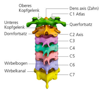 Halswirbelsäule - Naturarzt